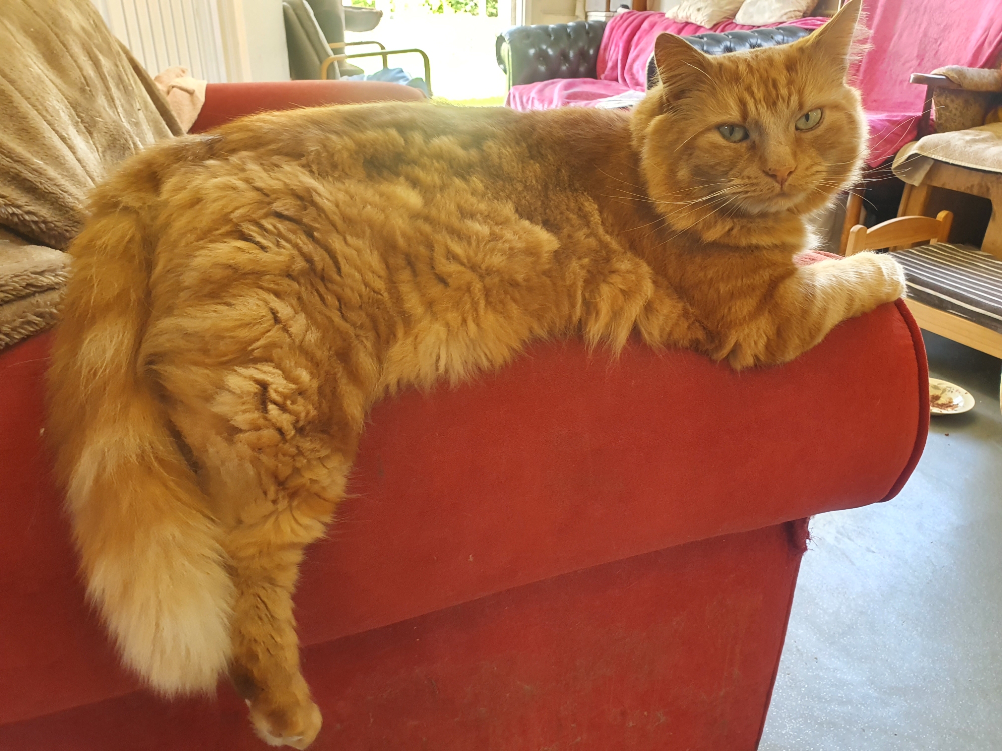 Pupils’ pet project prompts sanctuary visit - Aurora