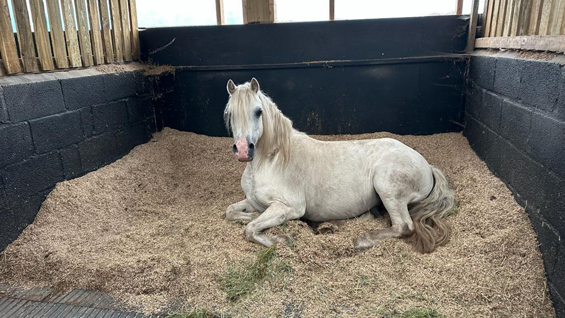 Pupils’ pet project prompts sanctuary visit - Aurora