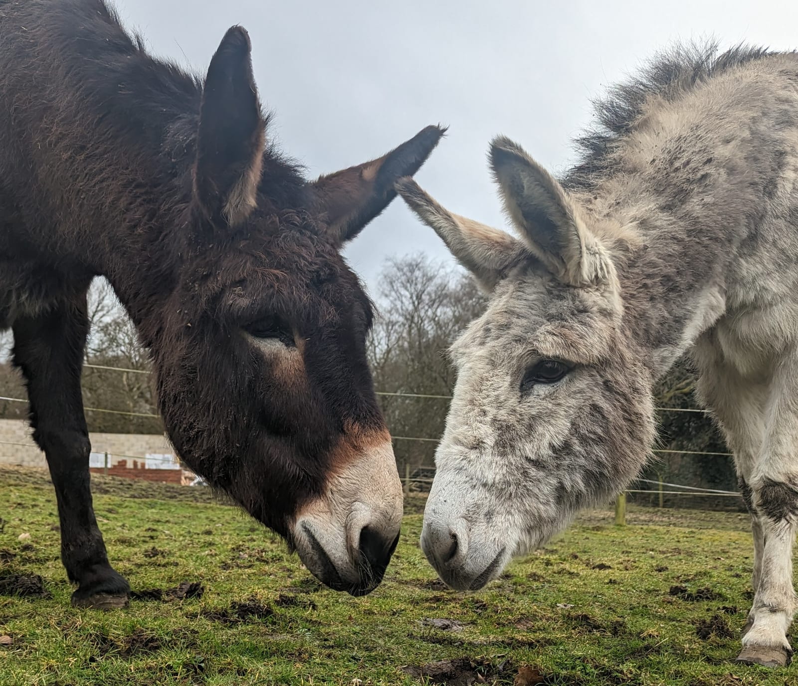 Pupils’ pet project prompts sanctuary visit - Aurora