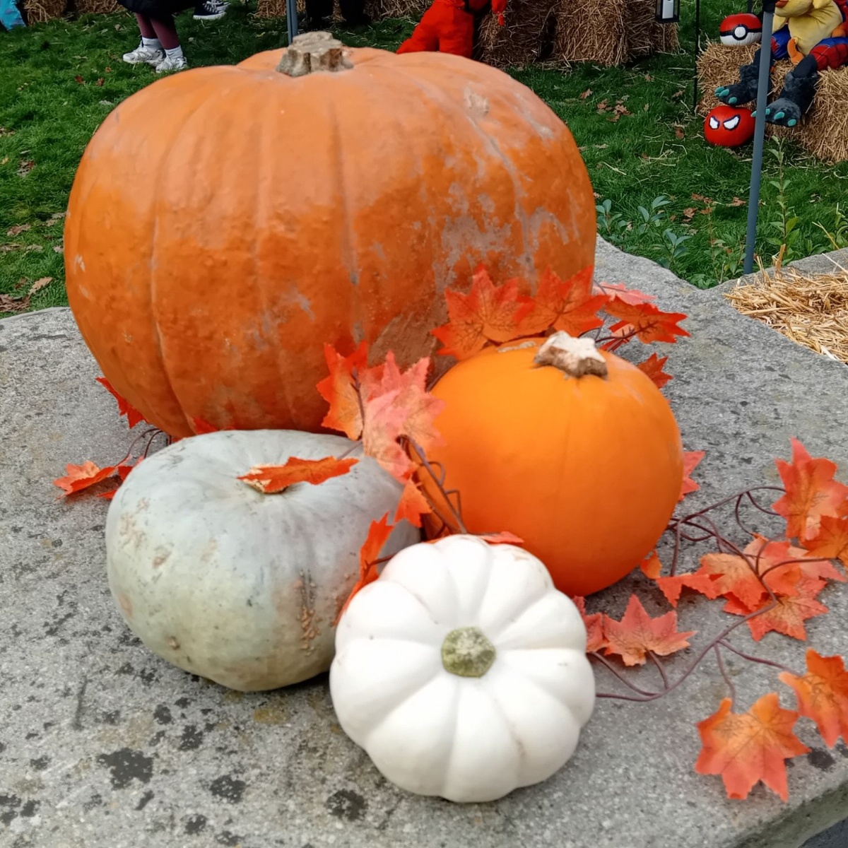 Pumpkin fun and fantastic scarecrows! - Aurora
