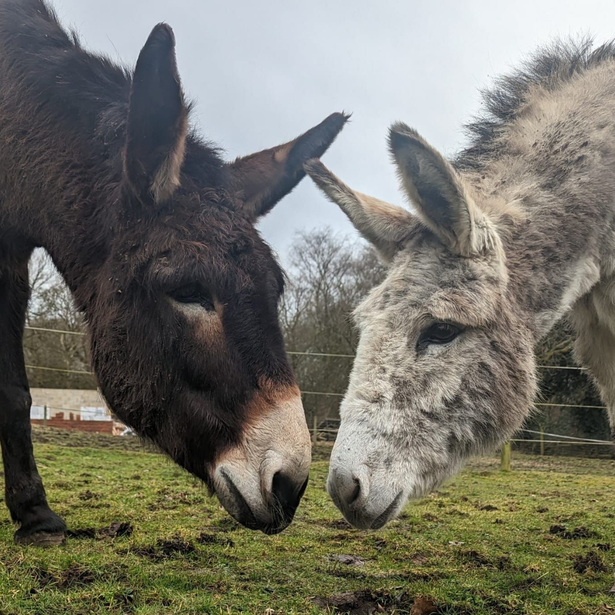 Pupils’ pet project prompts sanctuary visit - Aurora